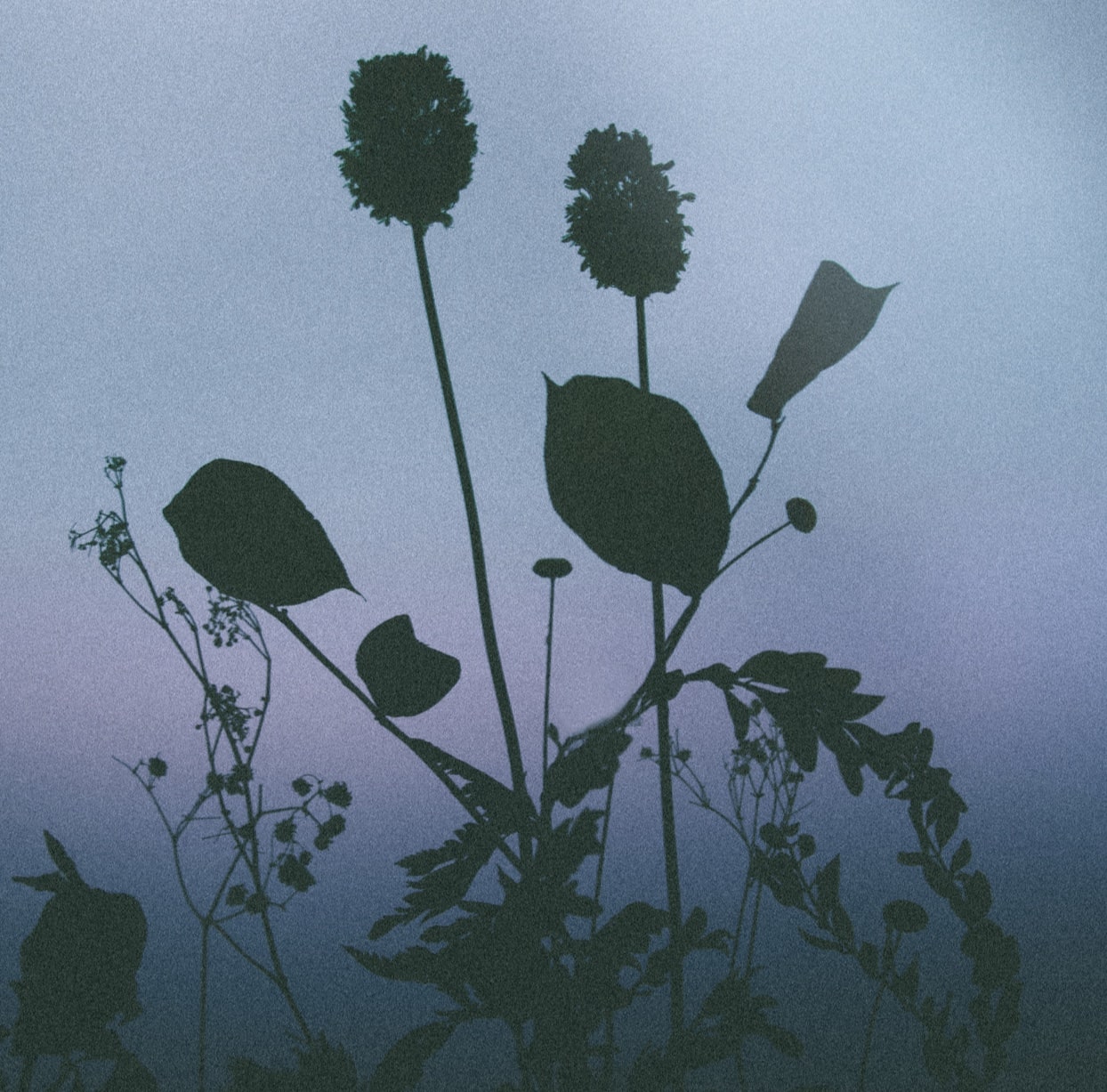 Hydrating Mask for Sensitive Skin | Multi Moisture Mask | Sonsie® – SONSIE®